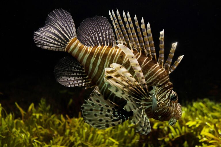 Best Aquascape Styles Compared: Which Suits You? - Gensou Premium ...