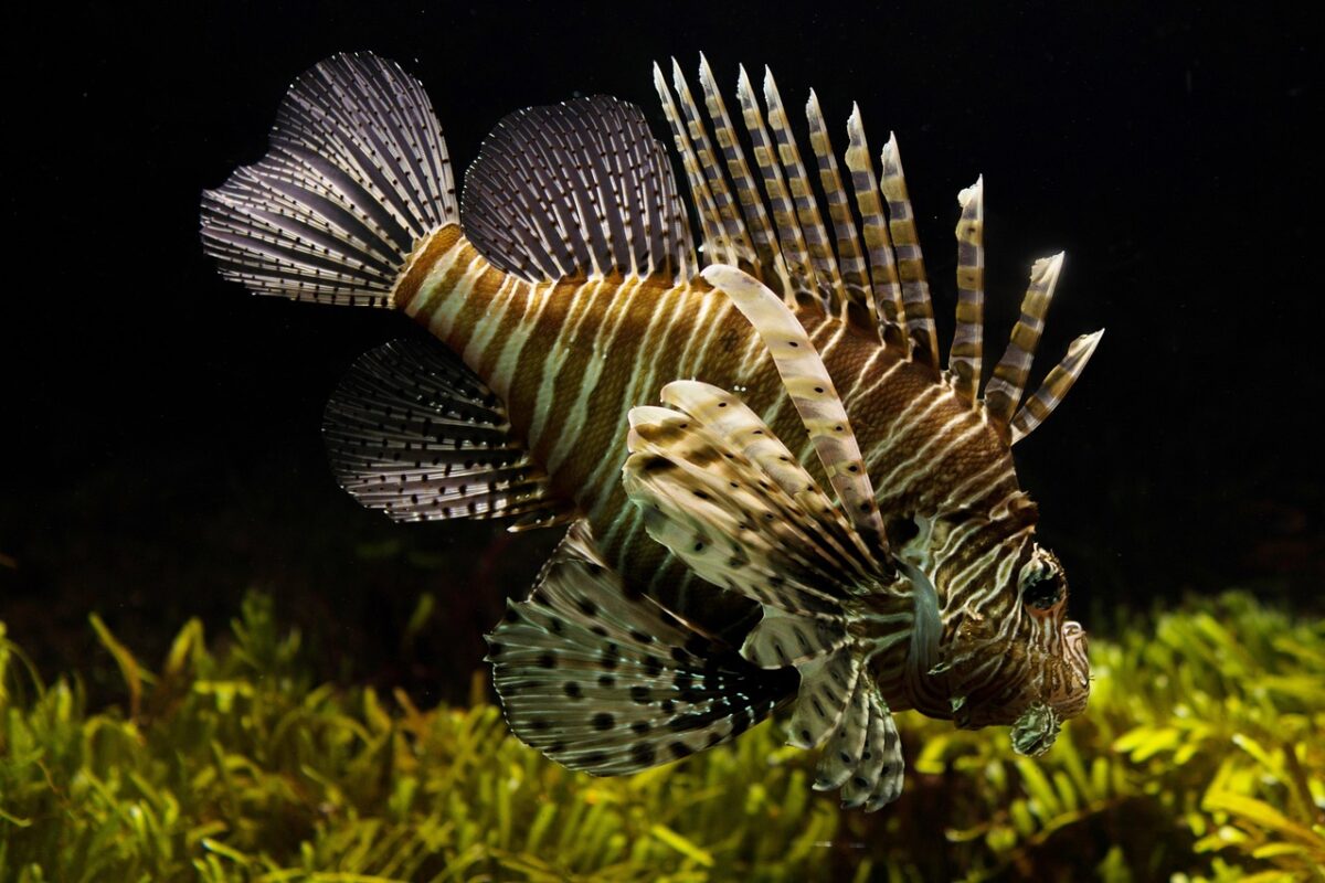 Triangle Layout in Aquascaping: Step-by-Step Guide - Gensou Premium ...