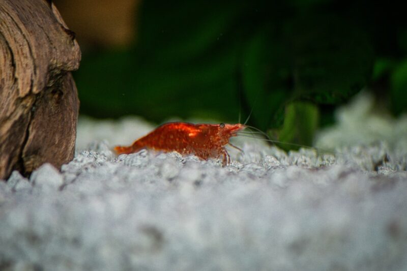 Blue Bolt Bloodline Caridina Shrimp Guide: Mosura Genetics - Gensou ...